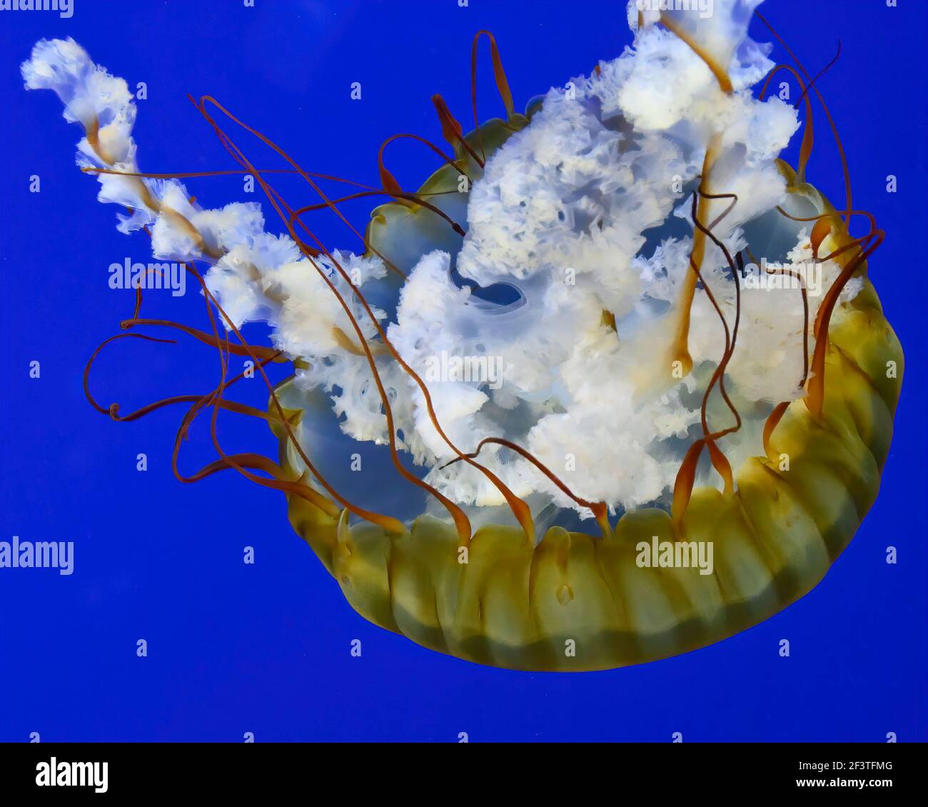 Point defiance tacoma zoo hi-res stock photography and images - Alamy