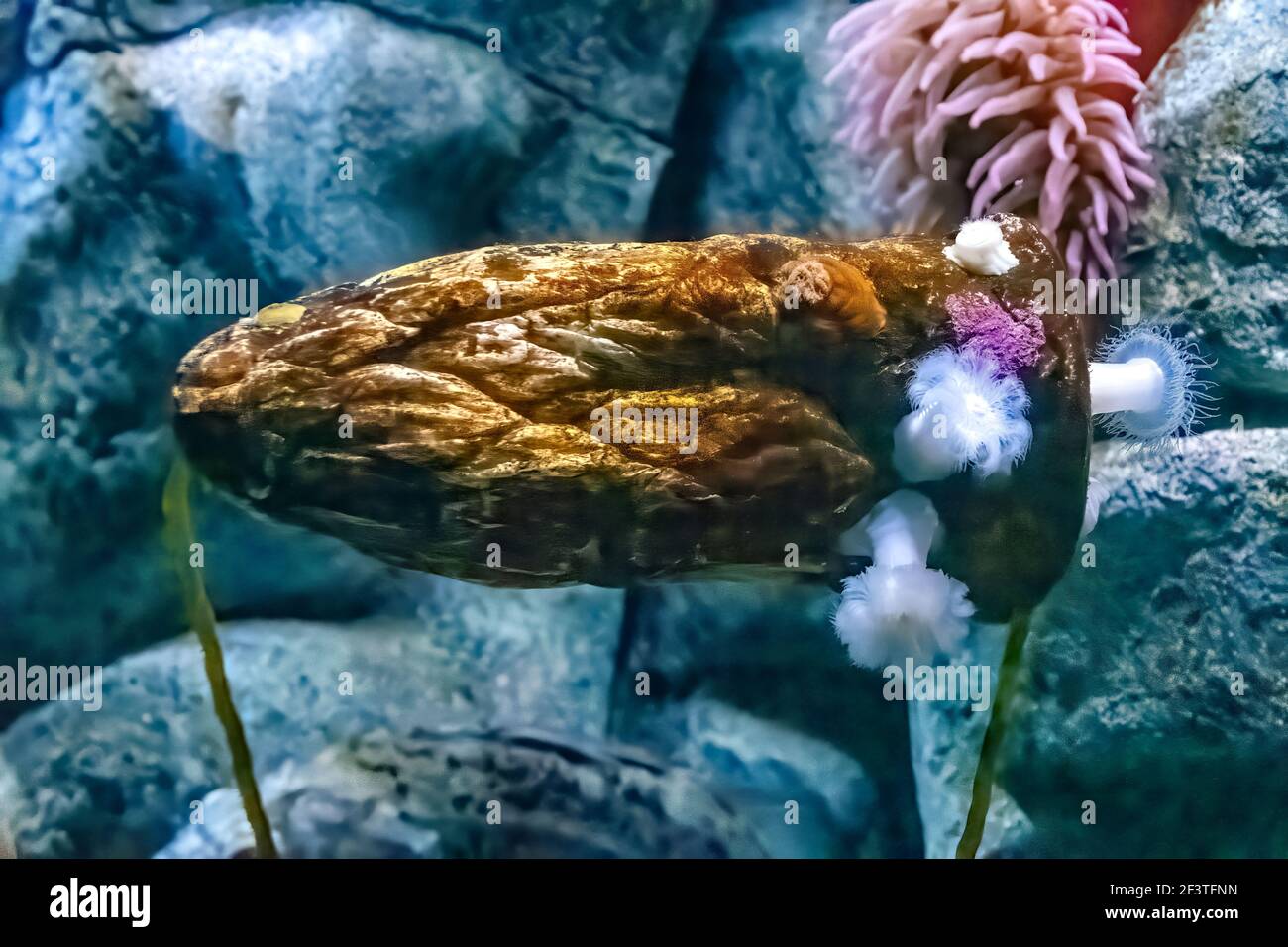 Marine life grows on a styrofoam float at the Point Defiance Zoo and ...