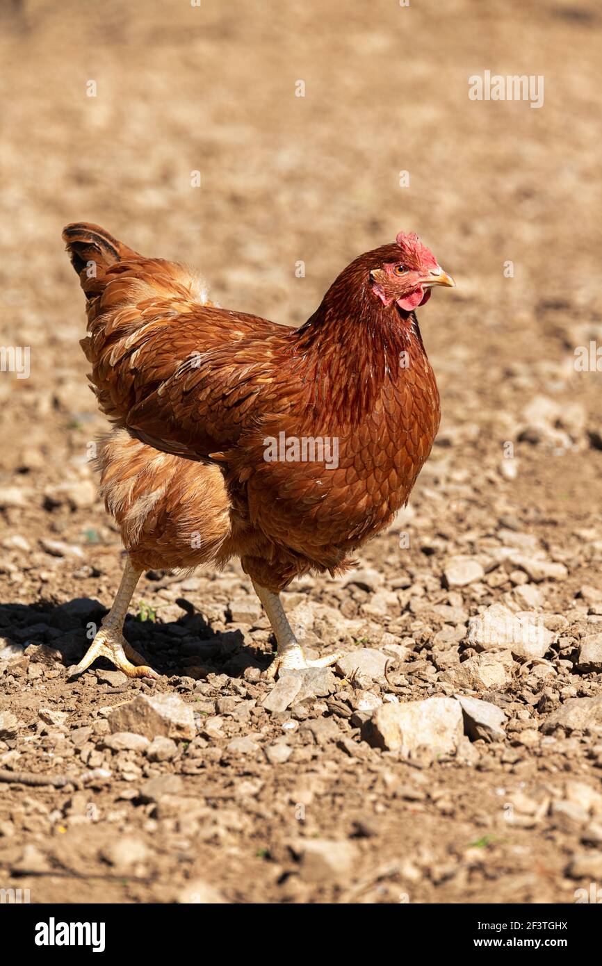 Free-range red laying hen on a dirt floor Stock Photo - Alamy