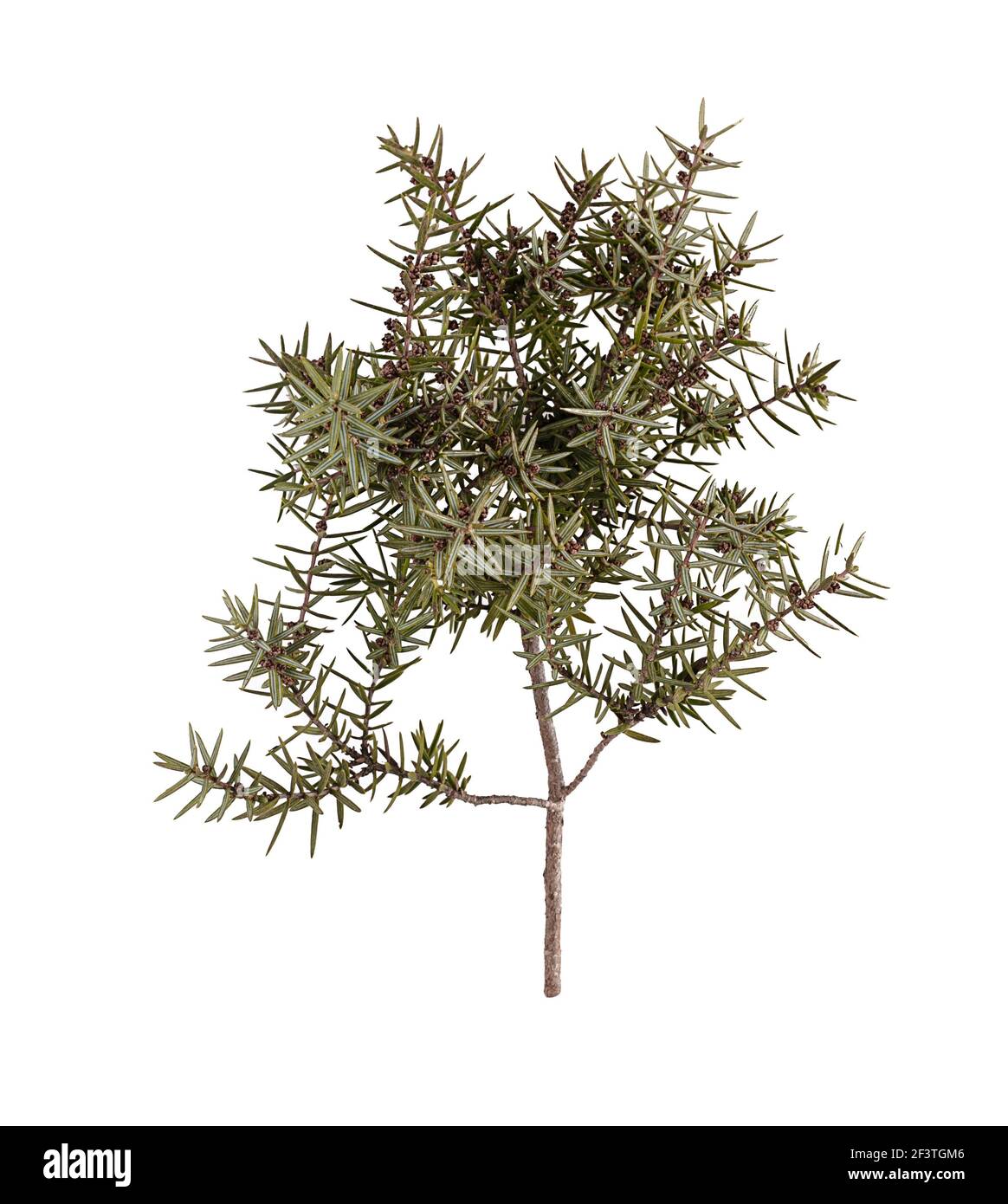 Juniper branch (Juniperus oxycedrus) on white background Stock Photo ...