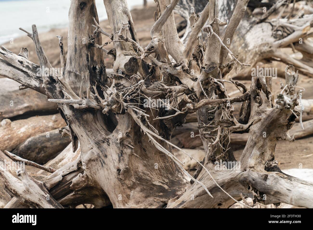 driftwood roots washed up on a beach Stock Photo - Alamy