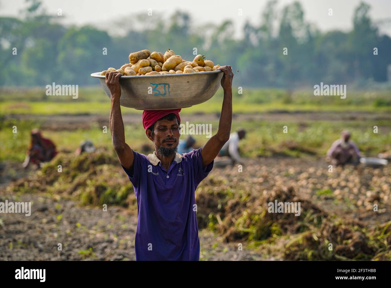 How to collect potato hi-res stock photography and images - Alamy