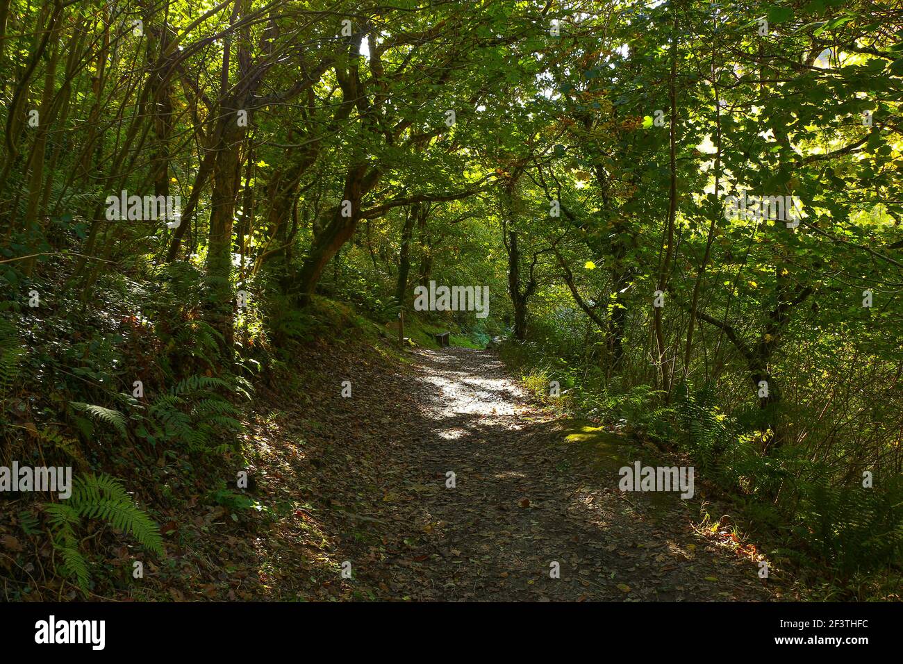 Light streaming through the canopy and bringing out the vibrant colours ...