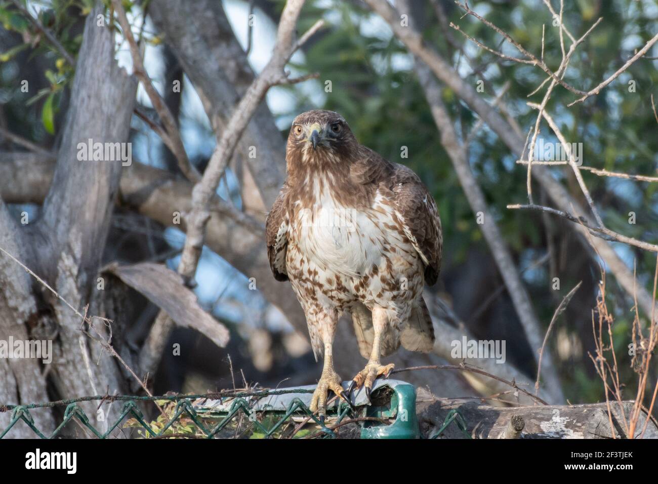Coopers Hawk grasping chain link fence with tallons with alert posture ...