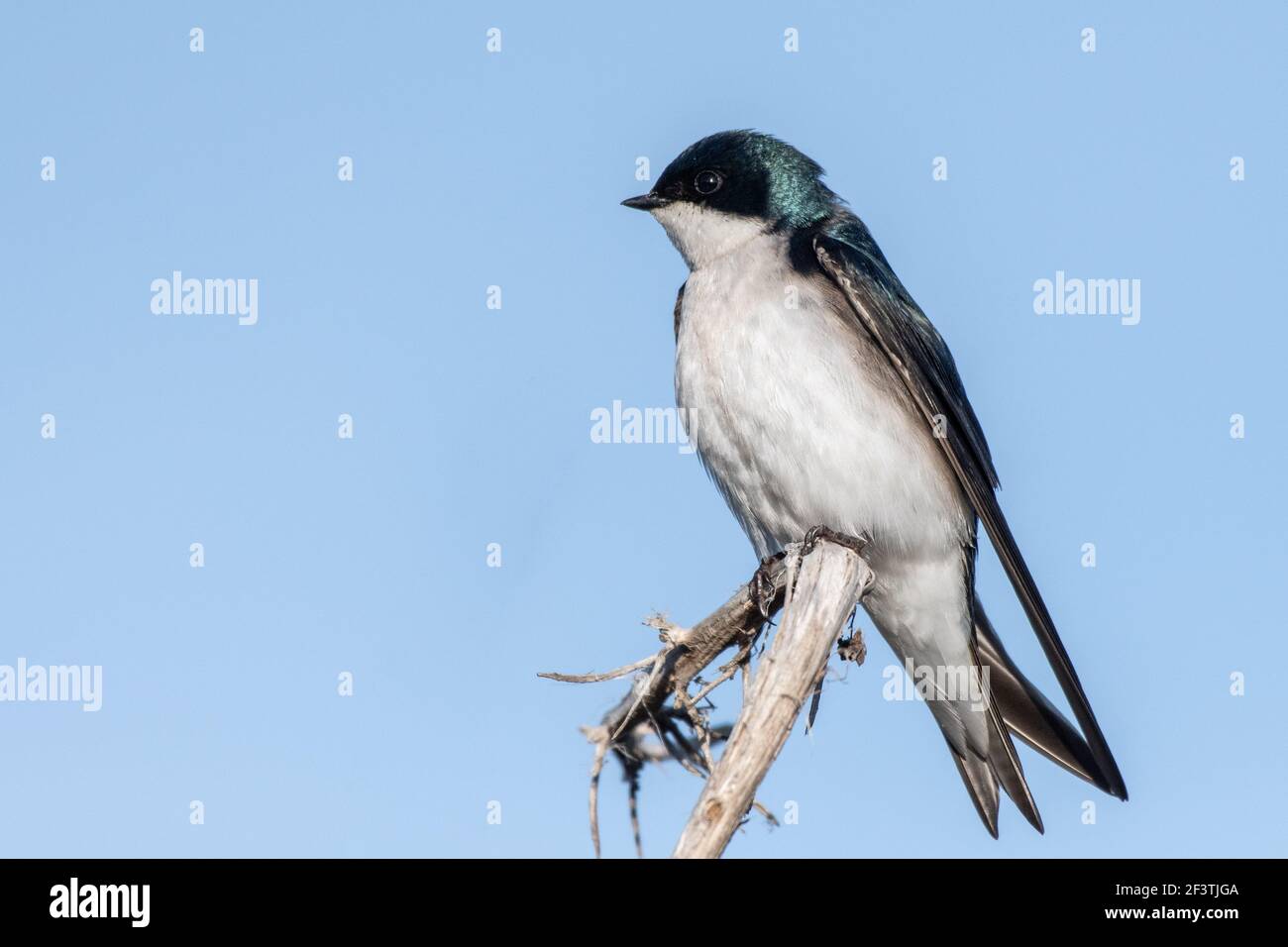 Tree Swallow flies perched atop a deadwood branch against blue sky ...