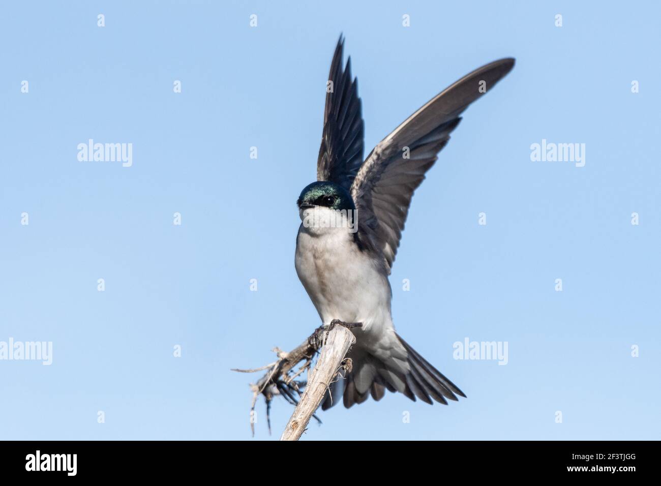 Tree Swallow has wings spread high while grasping the deadwood branch ...