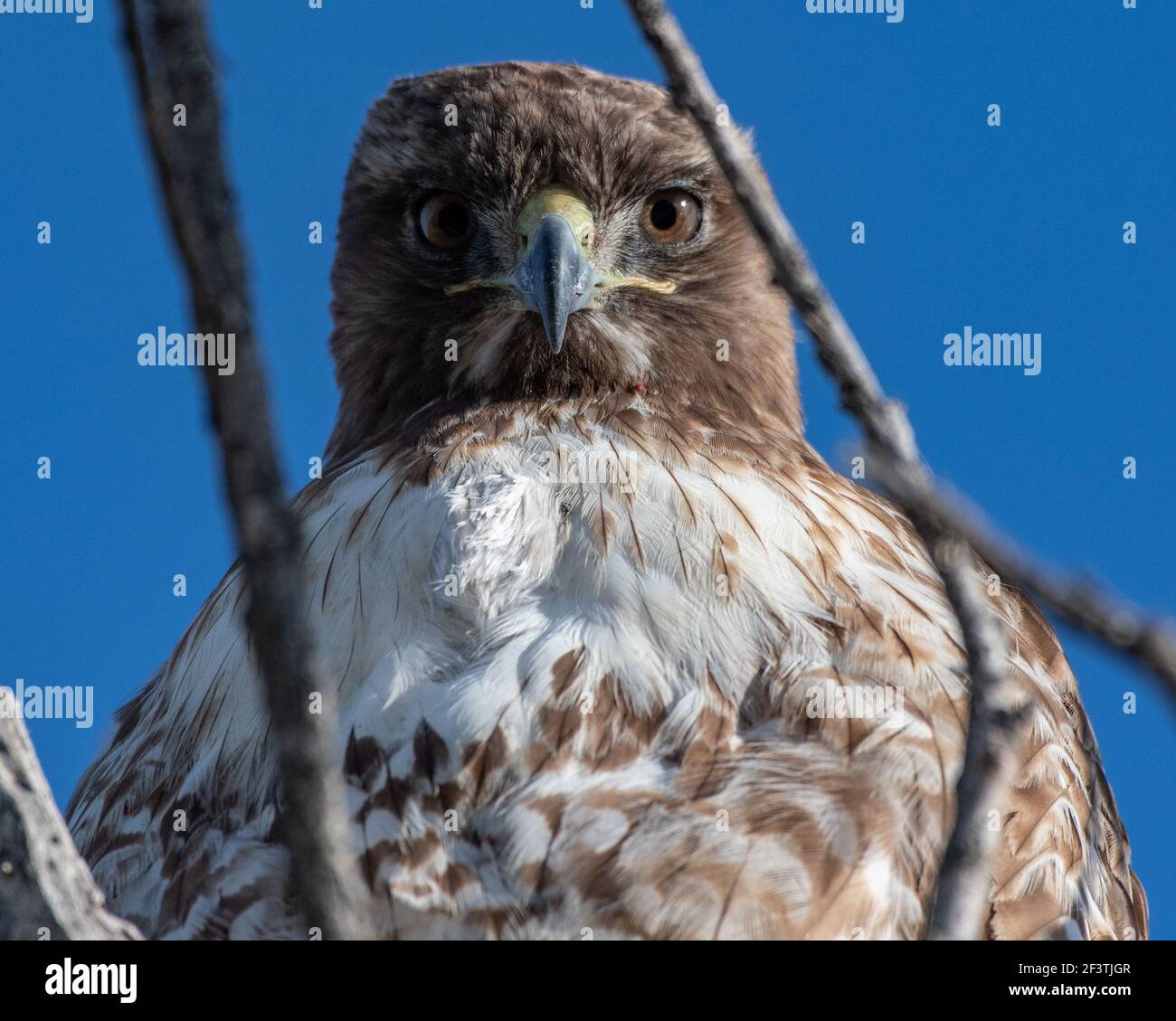 Alert Coopers Hawk looking straight down from perch with both eyes ...