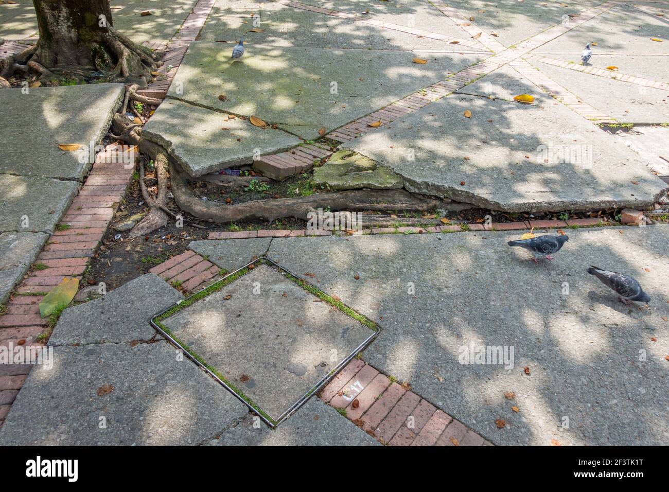 Tree roots sidewalk hi-res stock photography and images - Alamy
