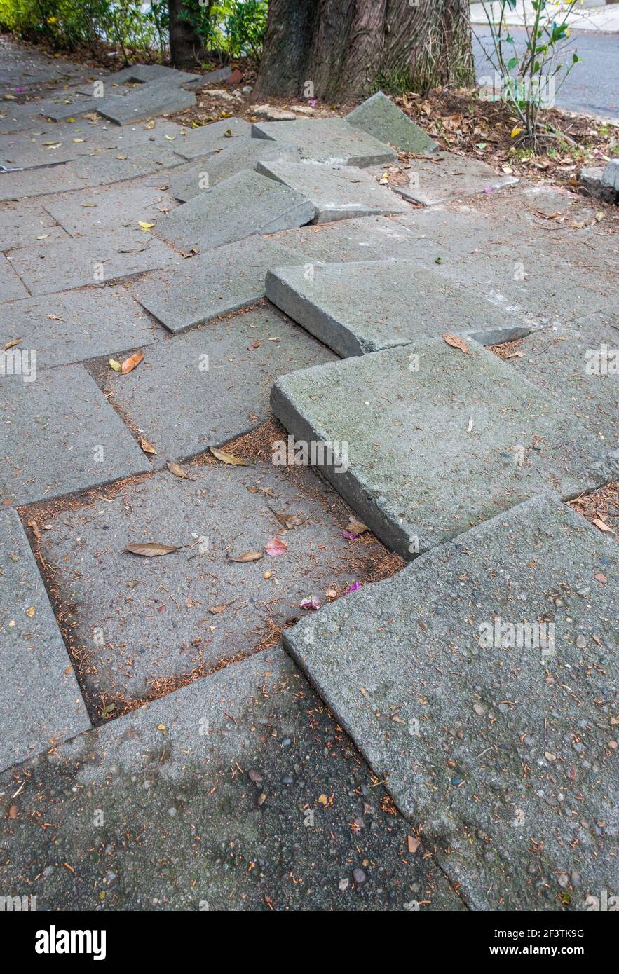 Tree Roots Sidewalk High Resolution Stock Photography and Images - Alamy