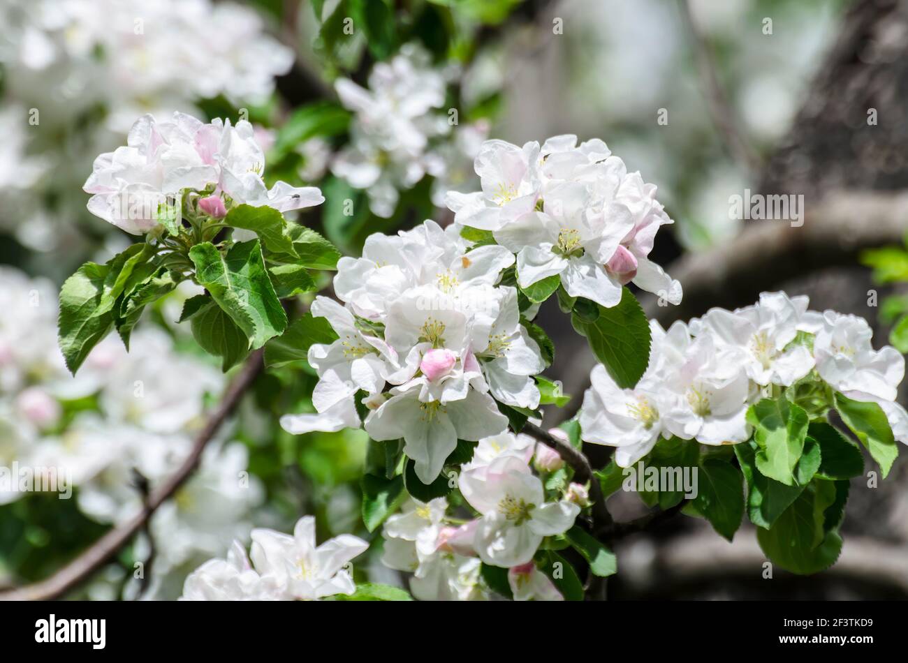 White apple tree is blooming during spring Stock Photo - Alamy
