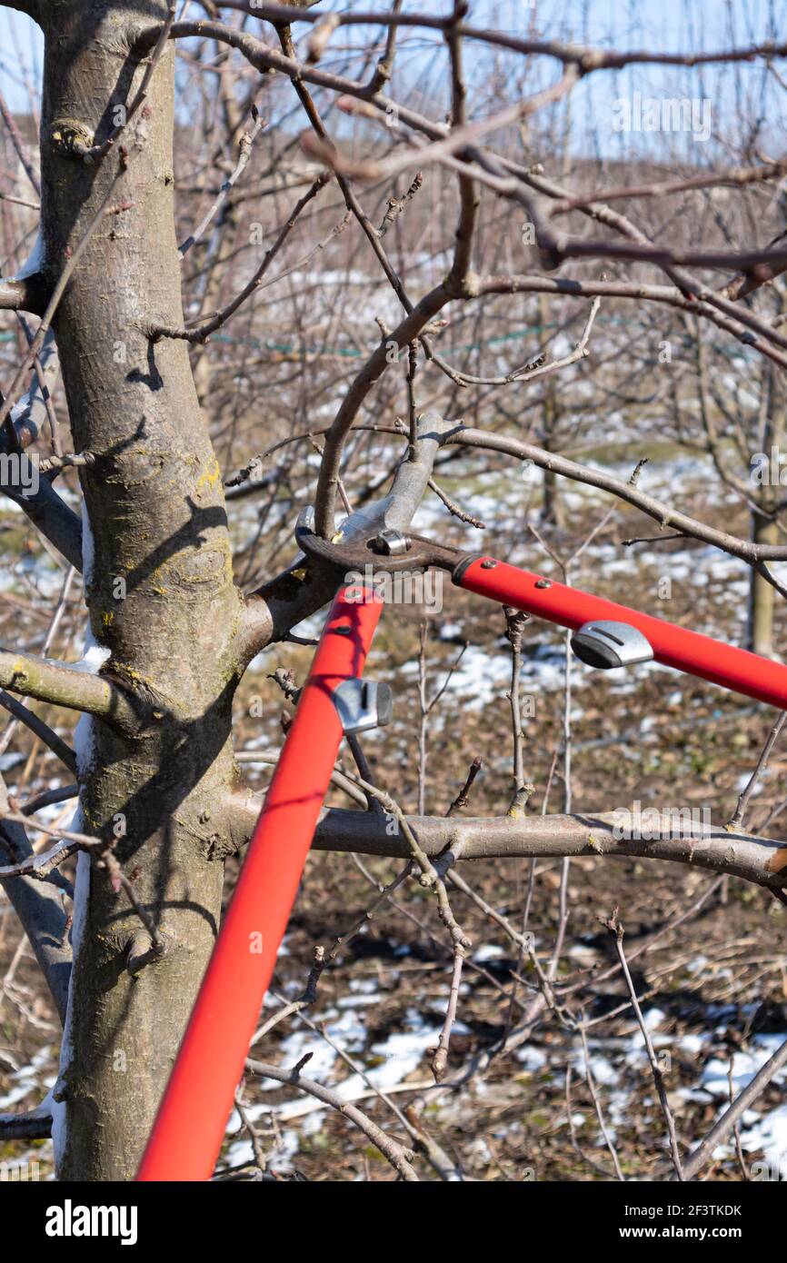 Pruning apple tree hi-res stock photography and images - Alamy