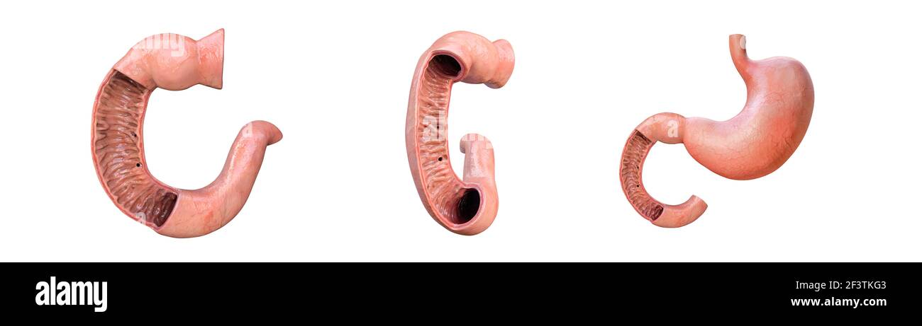 Duodenum, human anatomy, white background, part of your small intestine ...