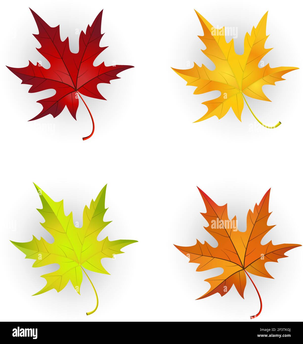 Autumn Maple Leaves Set Stock Vector Image & Art - Alamy