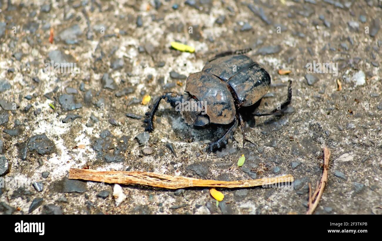 Dung beetle bug hi-res stock photography and images - Alamy