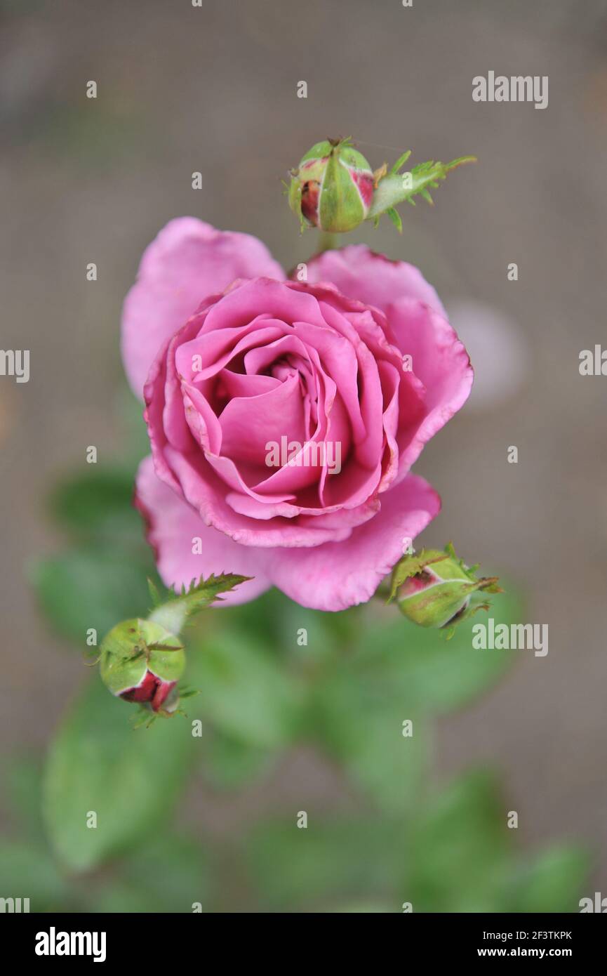 Rose on river hi-res stock photography and images - Alamy