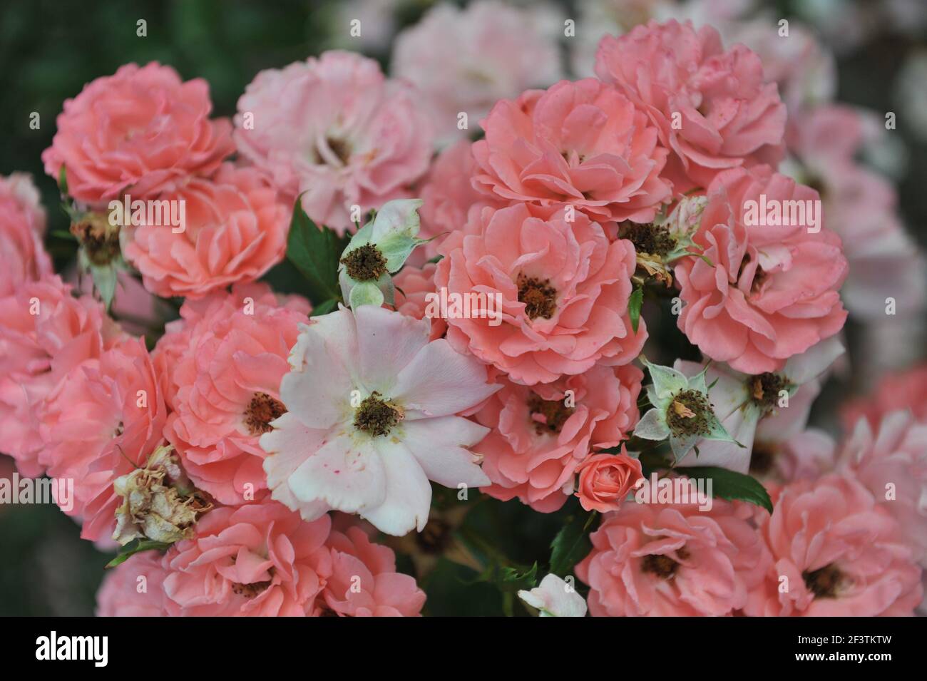 Salmon color rose hi-res stock photography and images - Alamy