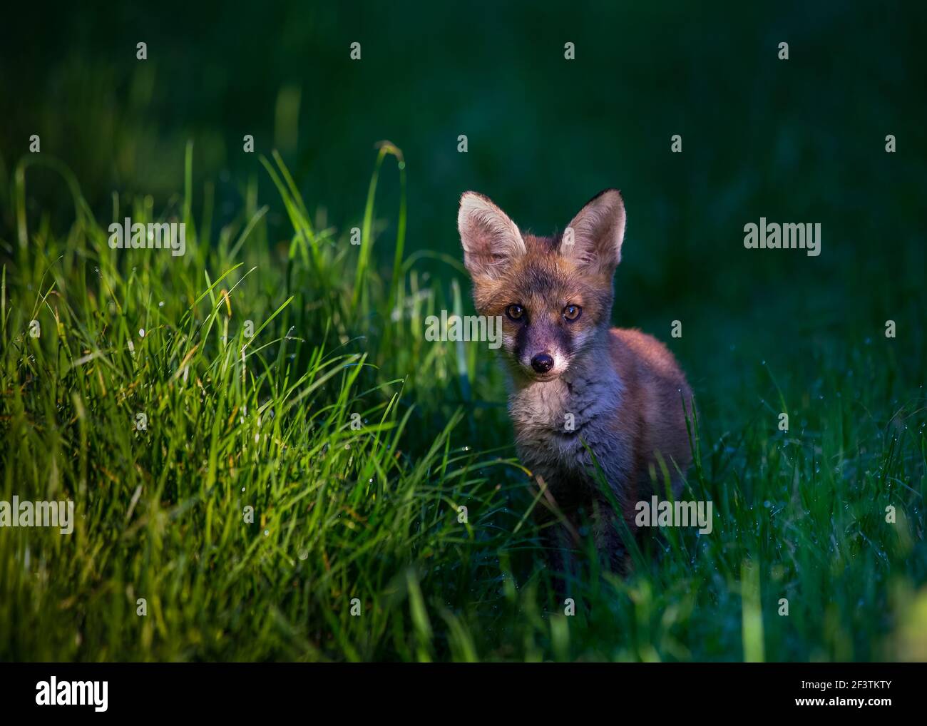 Young fox cub early morning Stock Photo - Alamy