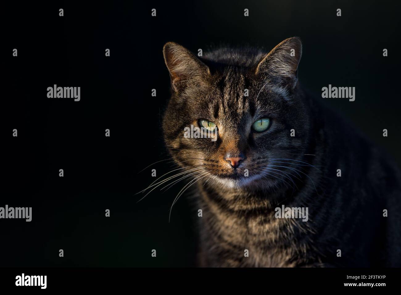 Tortoiseshell cat in the sunshine Stock Photo - Alamy
