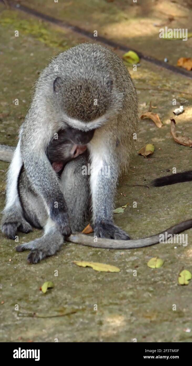 Mother vervet monkey with a small baby in the driveway of a house in a ...