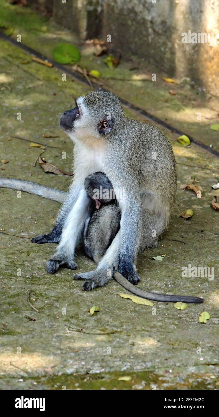 Mother vervet monkey with a small baby in the driveway of a house in a ...