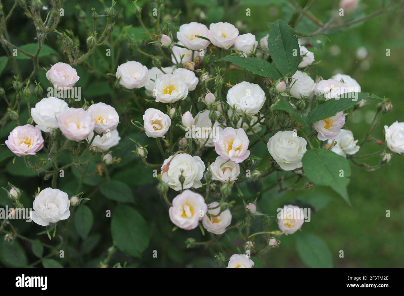 White with a pink undertones semi-double Rambler rose (Rosa) Blushing ...