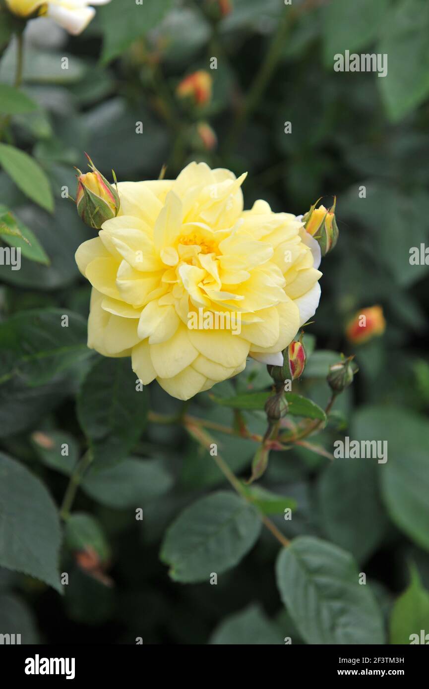 Yellow Enlish shrub rose (Rosa) Blythe Spirit blooms in a garden in May ...