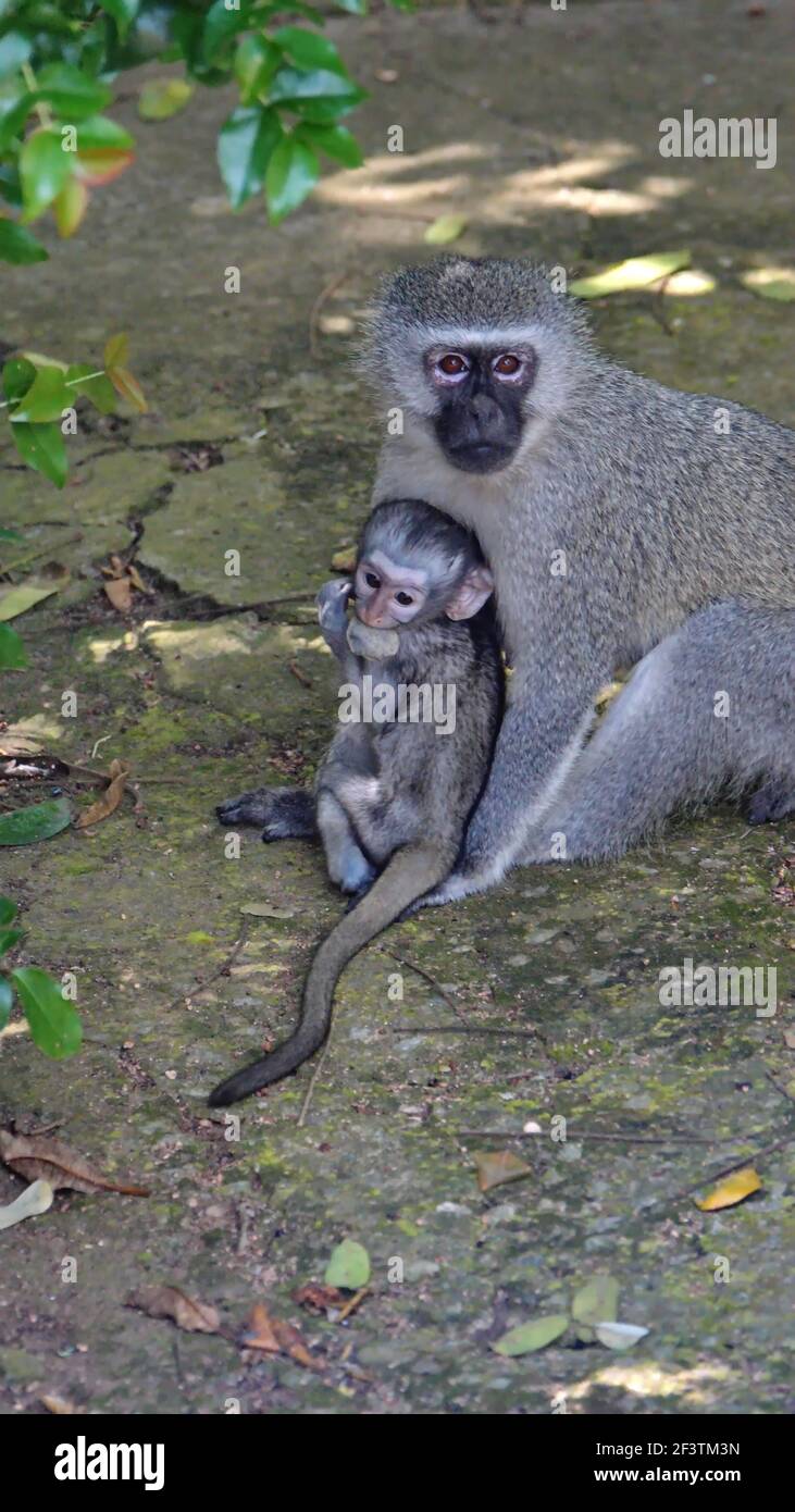 Mother vervet monkey with a small baby in the driveway of a house in a ...