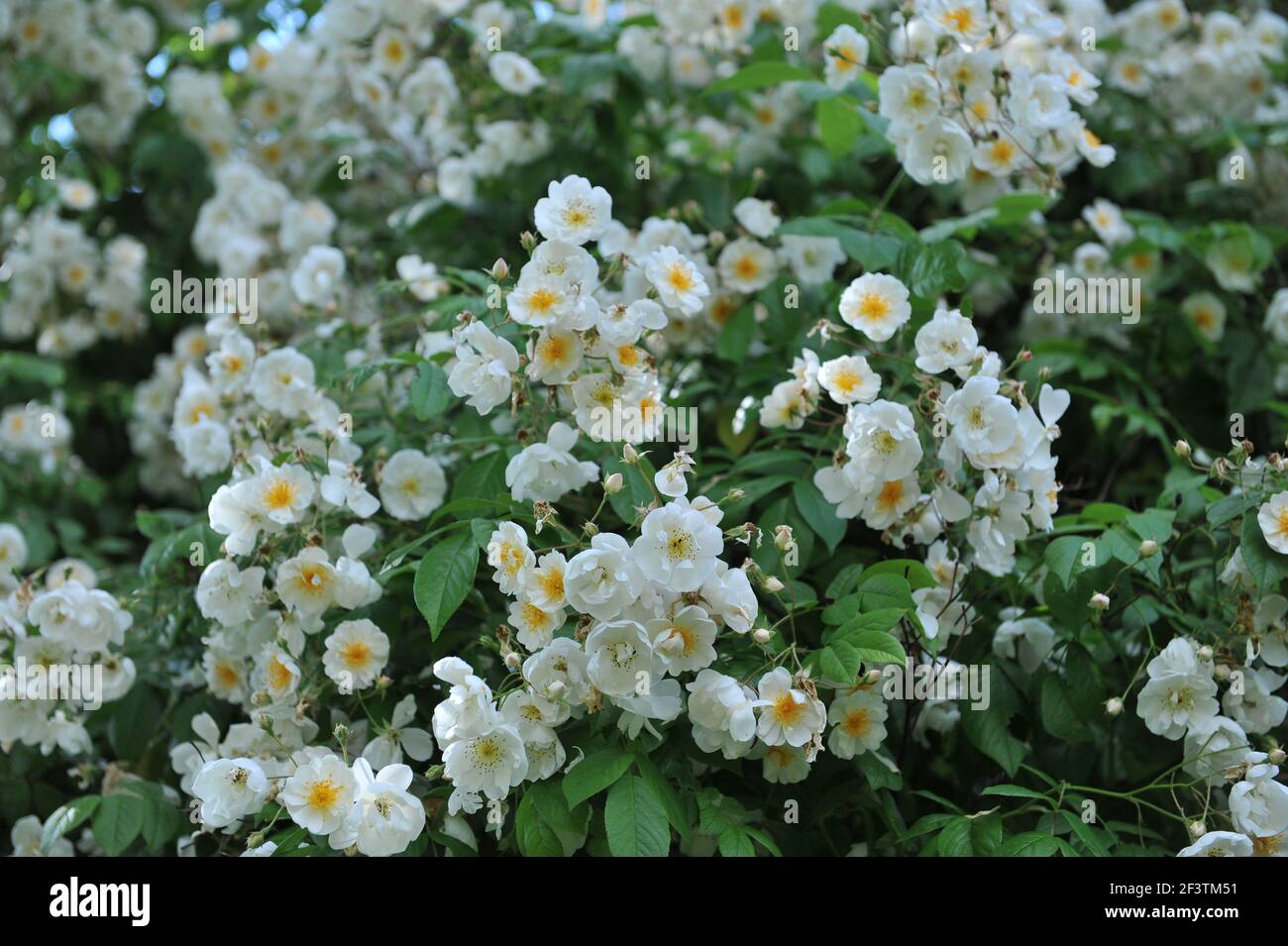 White Hybrid Wichurana rose (Rosa) Bobbie James blooms on a wooden ...