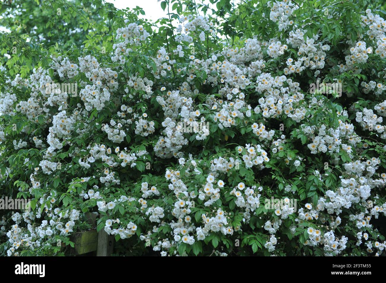 White Hybrid Wichurana rose (Rosa) Bobbie James blooms on a wooden ...