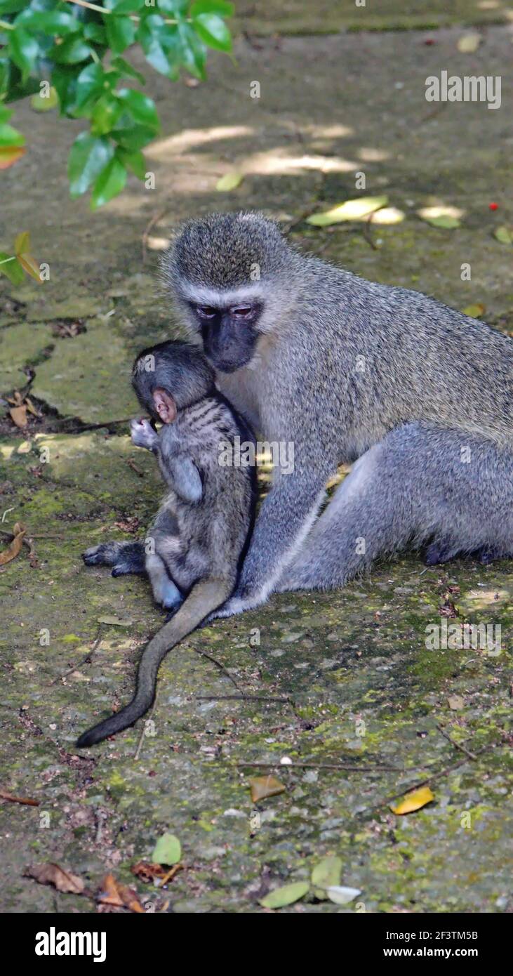 Mother vervet monkey with a small baby in the driveway of a house in a ...