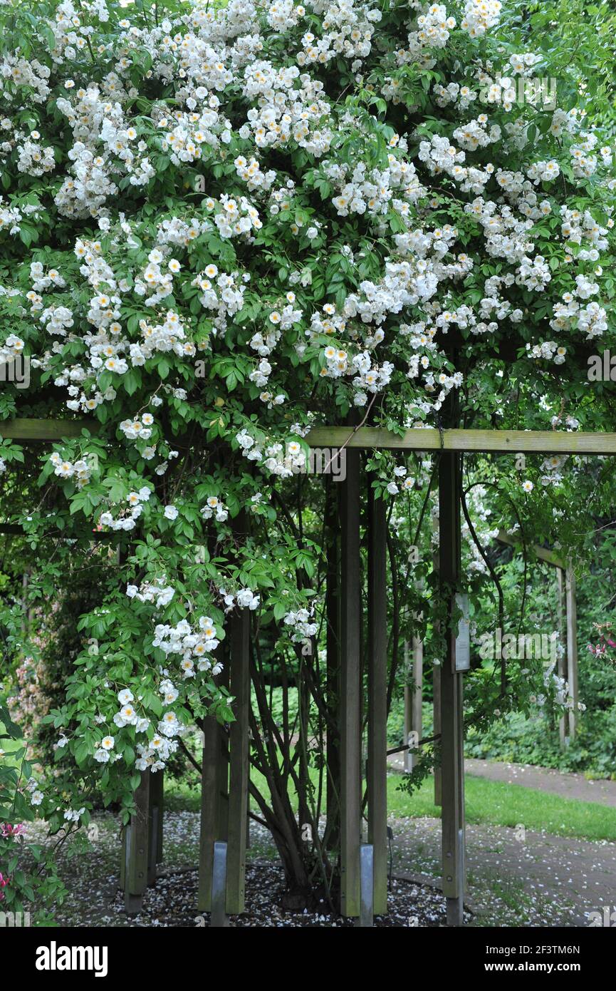 White Hybrid Wichurana rose (Rosa) Bobbie James blooms on a wooden ...