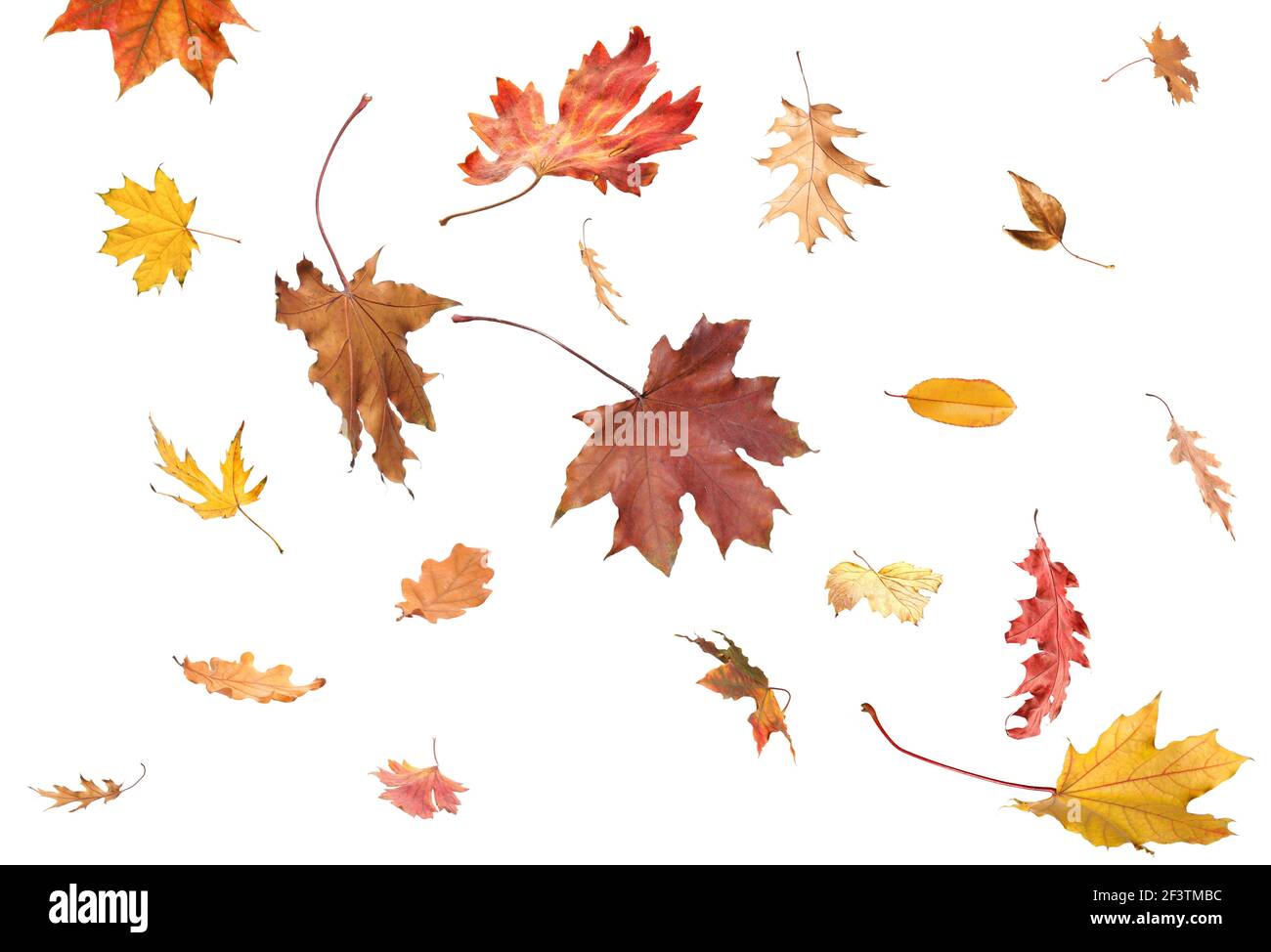 Falling autumn leaves on white background Stock Photo - Alamy