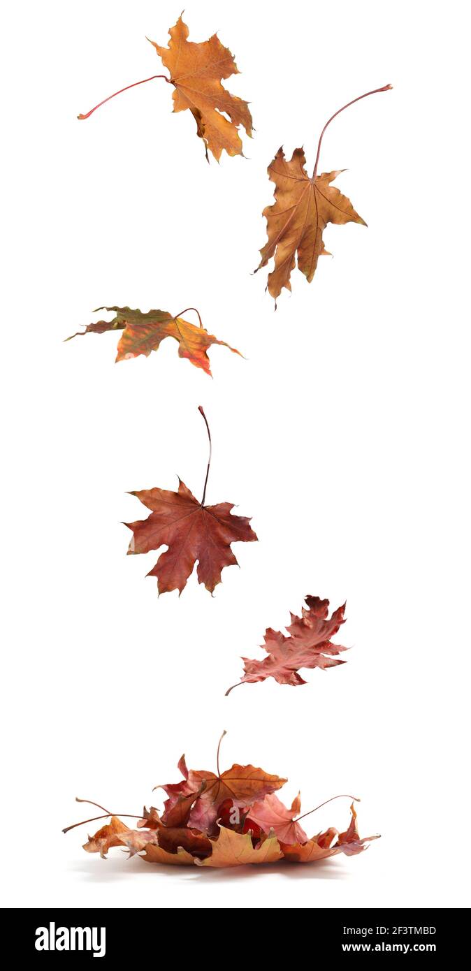 Falling autumn leaves on white background Stock Photo - Alamy