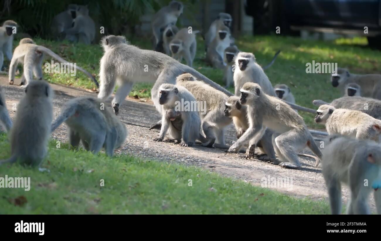 Monkey battle hi-res stock photography and images - Alamy