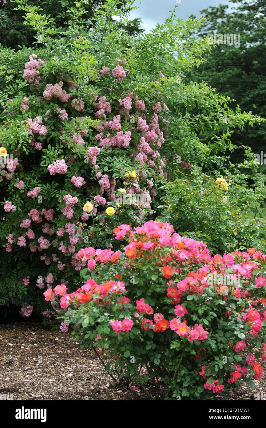 Pink Climber rose (Rosa) Bonny blooms in a garden in June Stock Photo ...