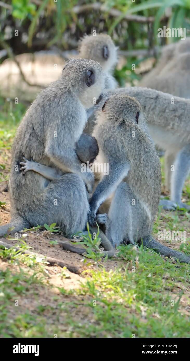 Group of vervet monkeys including a mother with a baby in a ...