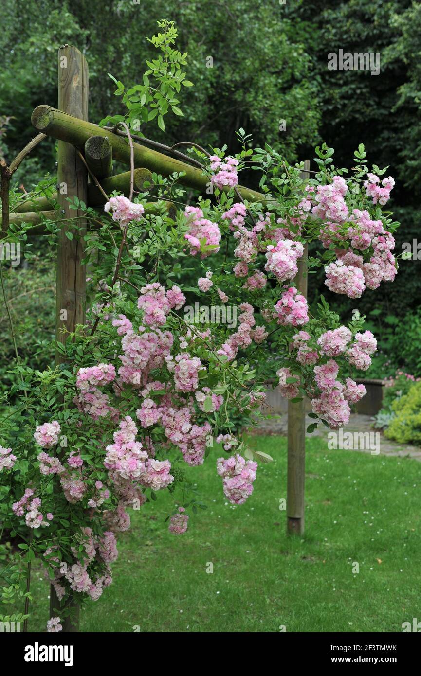 Pink Climber rose (Rosa) Bonny blooms in a garden in June Stock Photo ...