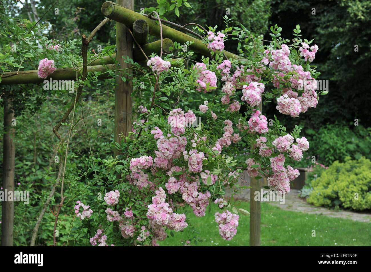 Pink Climber rose (Rosa) Bonny blooms in a garden in June Stock Photo ...