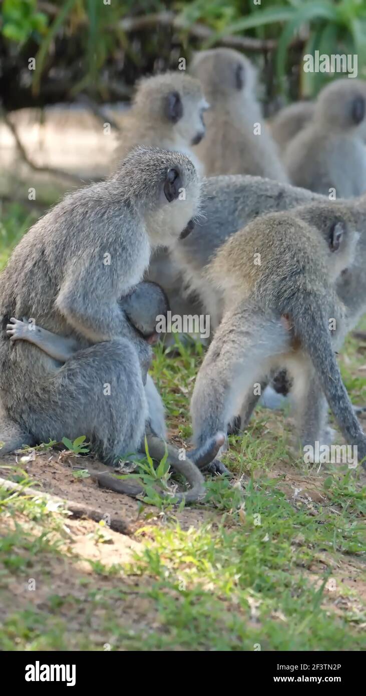 Group of vervet monkeys including a mother with a baby in a ...