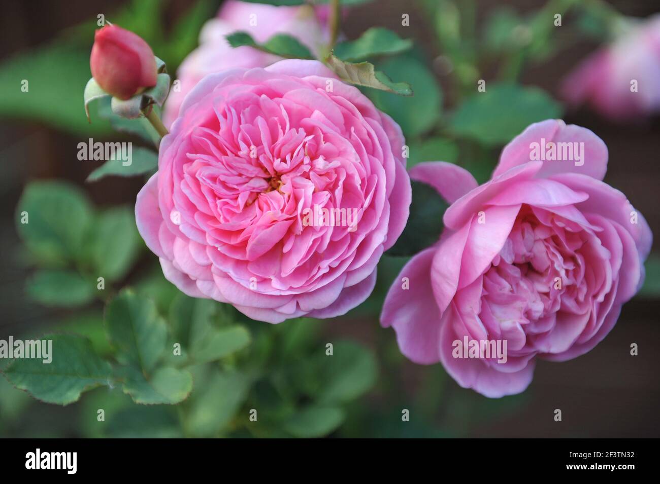 Salmon-pink shrub English rose (Rosa) Boscobel blooms in a garden Stock Photo - Alamy