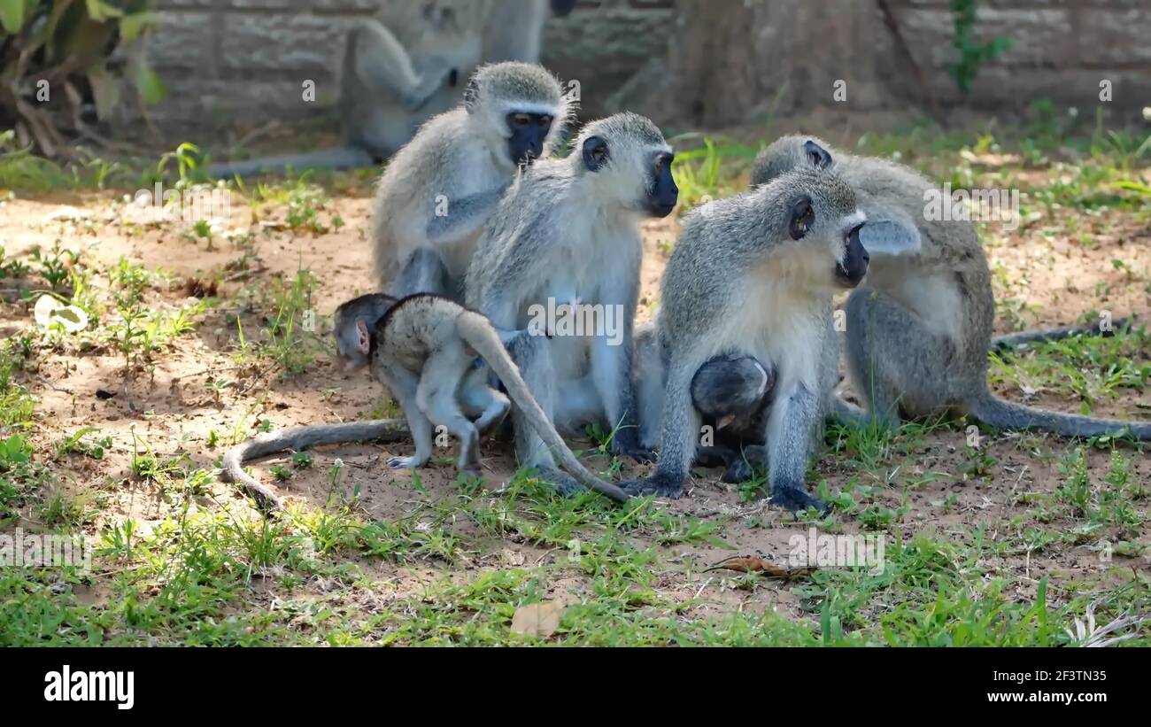 Lucia baby High Resolution Stock Photography and Images - Alamy