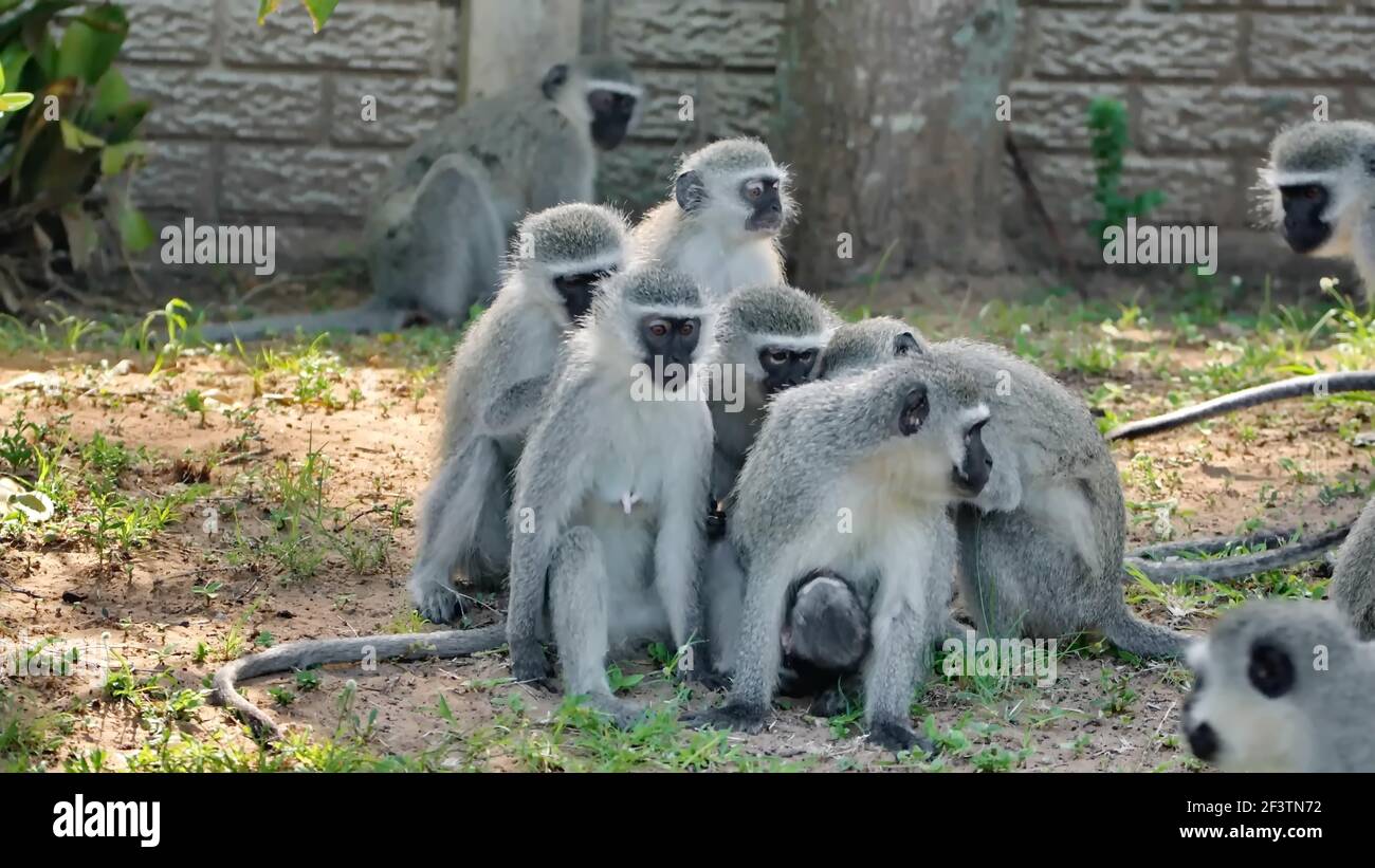 Group of vervet monkeys including a mother with a baby in a ...