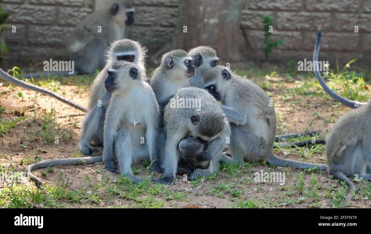 Group of vervet monkeys including a mother with a baby in a ...