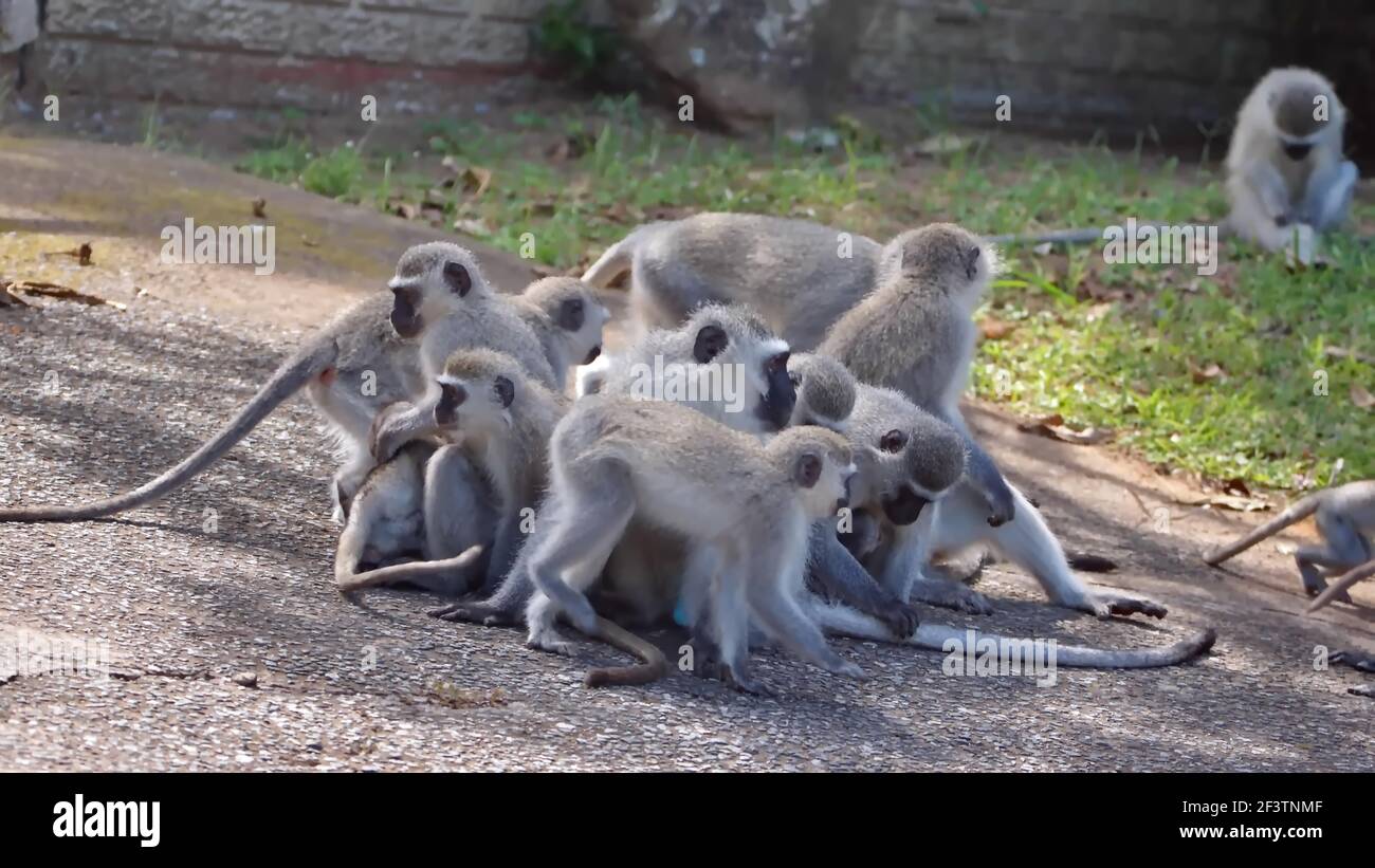 Troop of vervet monkeys crowded together on a driveway in neighborhood ...