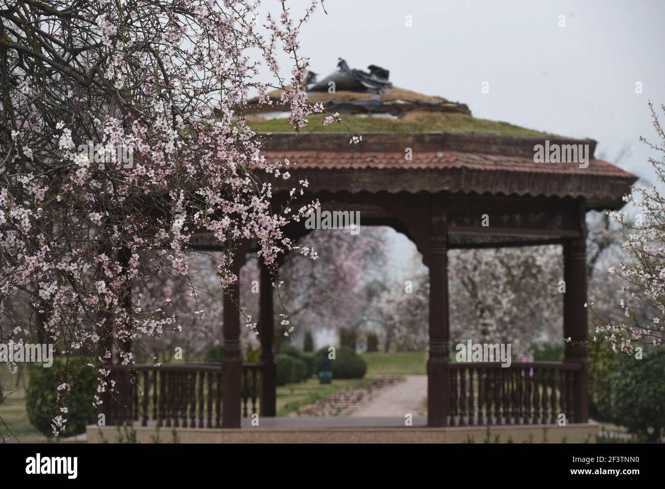 Badam trees hi-res stock photography and images - Alamy