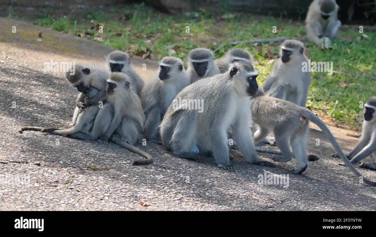 Troop of vervet monkeys crowded together on a driveway in neighborhood ...