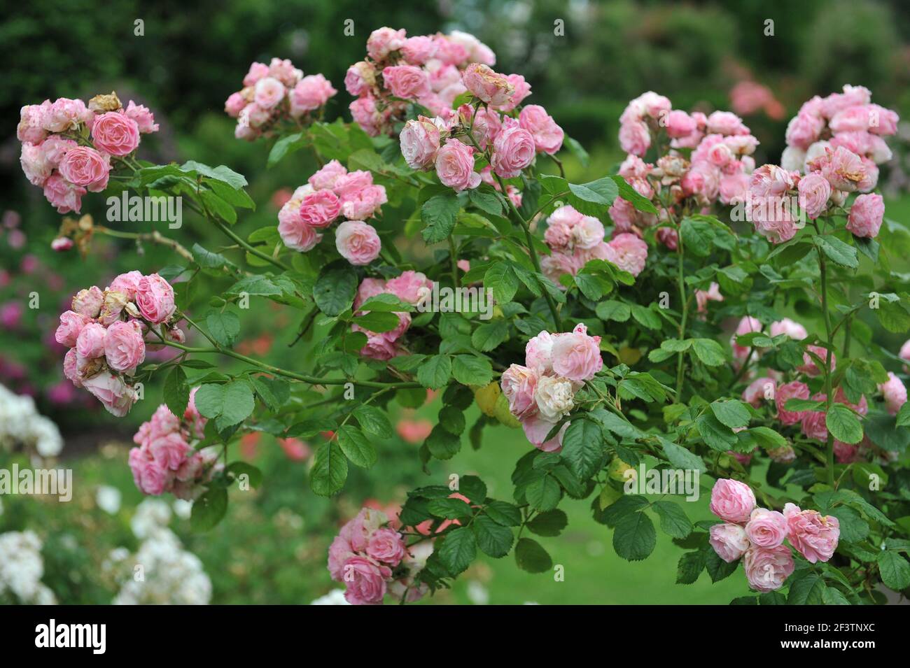 White and pink Hybrid Musk rose (Rosa) Bouquet Parfait blooms in a ...