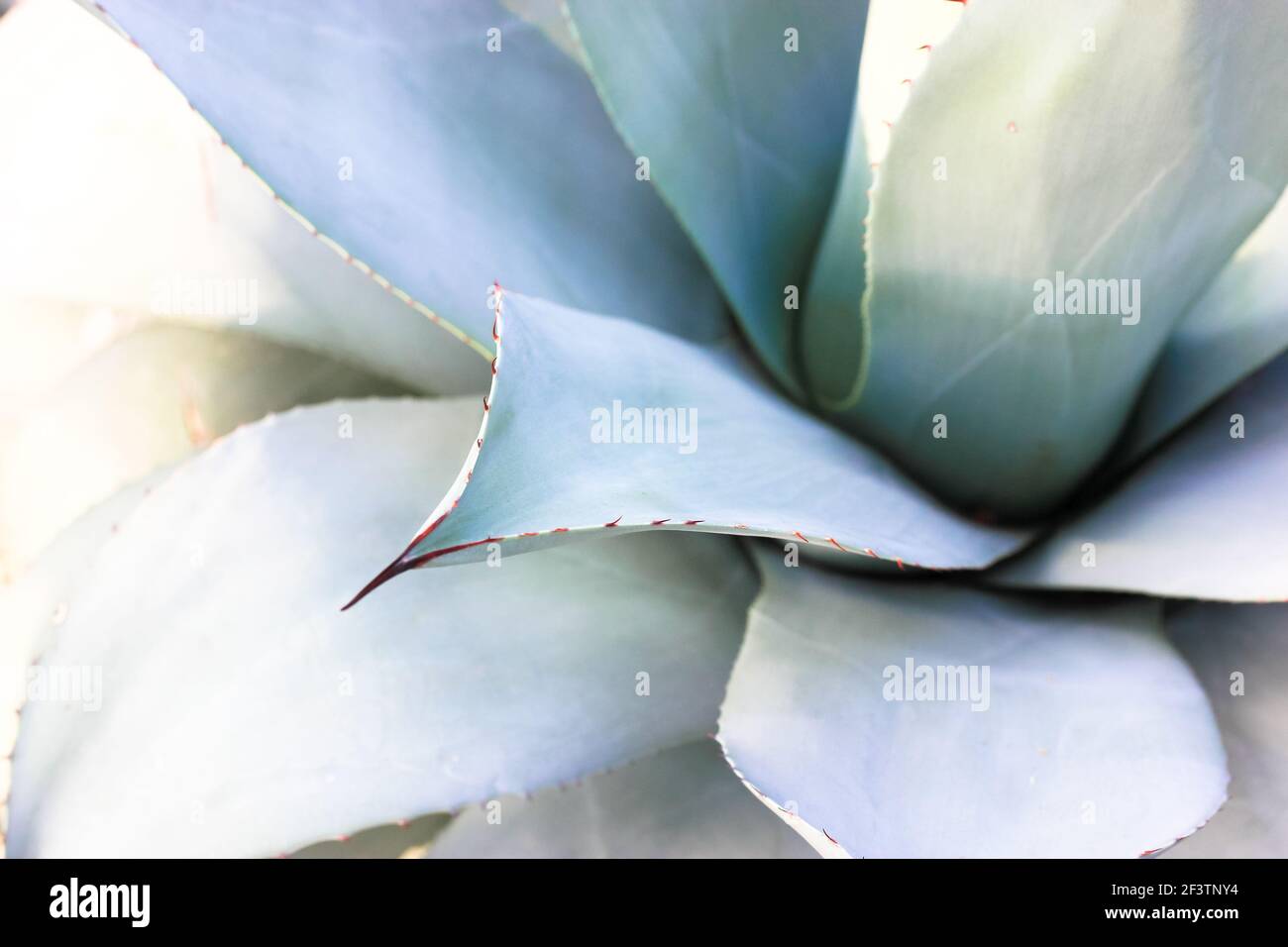 Beautiful giant blue-green agave leaves with thorns, Asparagaceae ...