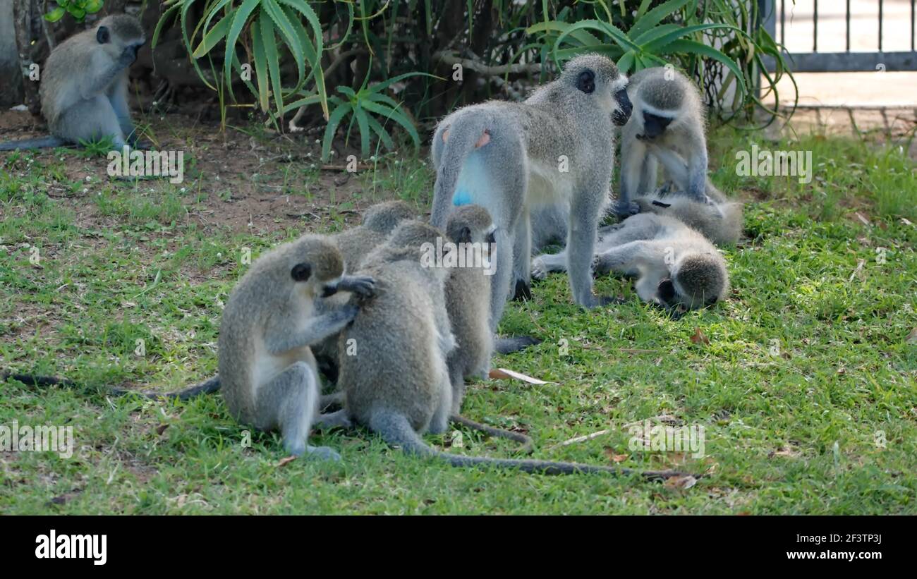 Male walking through a group of vervet monkeys grooming each other in a ...