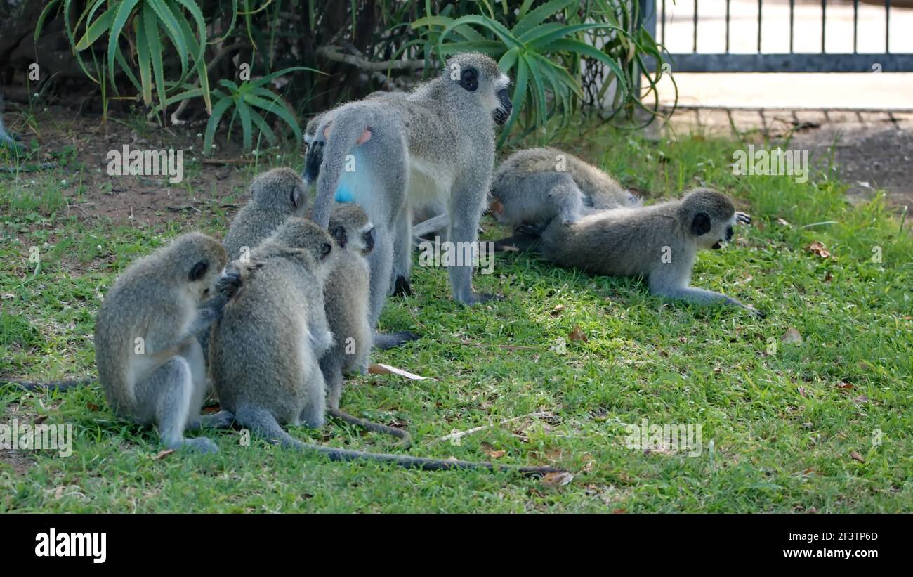 Male walking through a group of vervet monkeys grooming each other in a ...